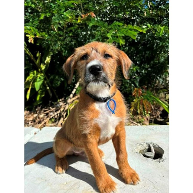 Caramel - Medium Male Maltese x Staffy Dog in QLD - PetRescue