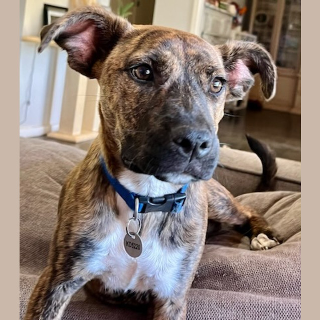 Mitzi - Medium Female Mixed Breed Mix Dog in WA - PetRescue