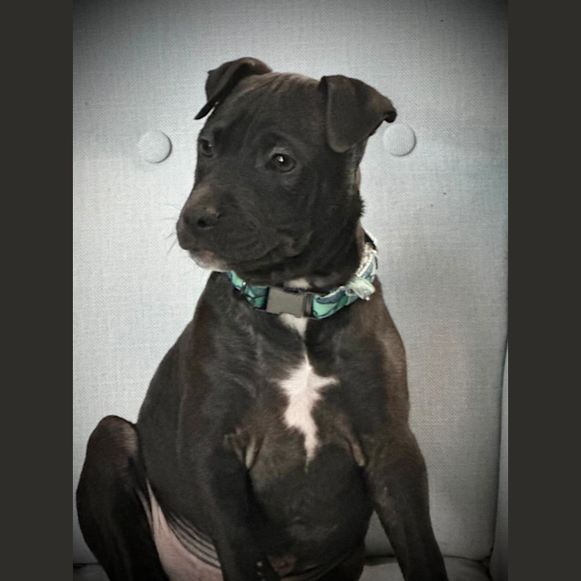 Bergens - Medium Male Staffy x Shar-Pei Mix Dog in VIC - PetRescue