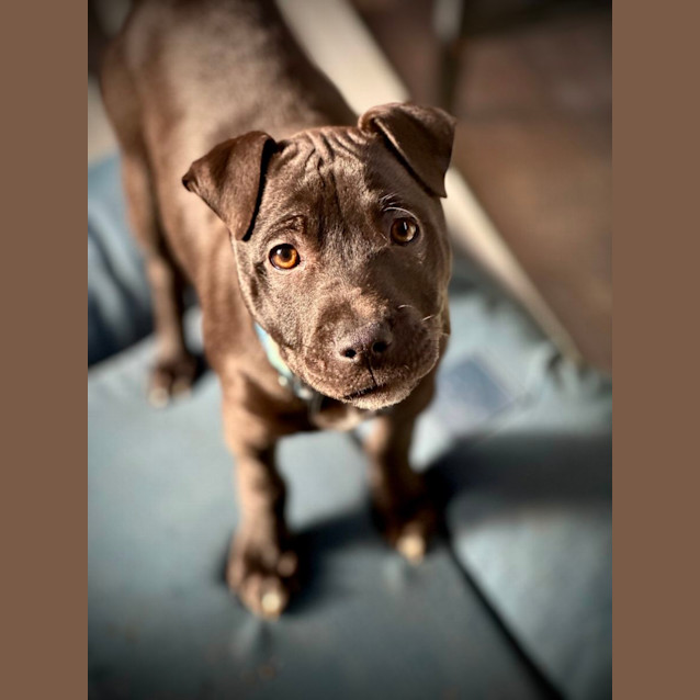 Bergens - Medium Male Staffy x Shar-Pei Mix Dog in VIC - PetRescue