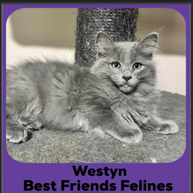 Westyn - Male Domestic Medium Hair Cat in QLD - PetRescue