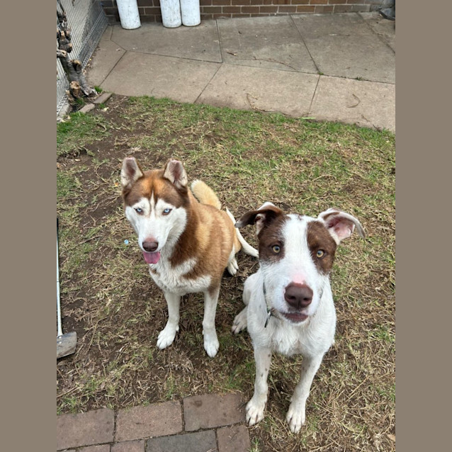 Zephyr - Medium Female Siberian Husky Dog in NSW - PetRescue