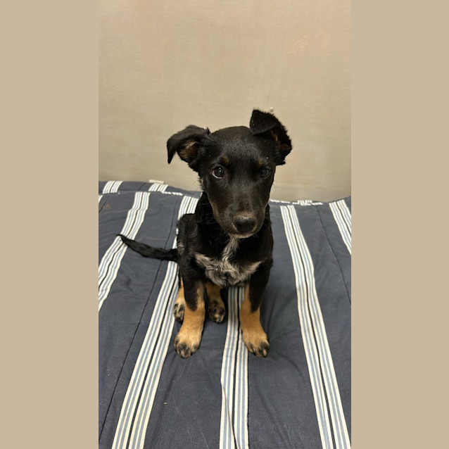 Licorice - Medium Male Jack Russell Terrier x Kelpie Dog in WA - PetRescue