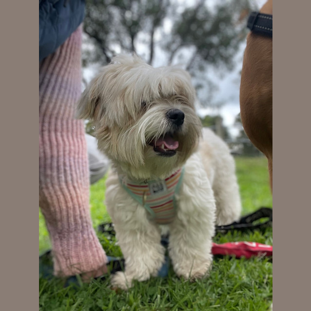 Evie (was Reeva) - Small Female Maltese x Shih Tzu Mix Dog in VIC ...