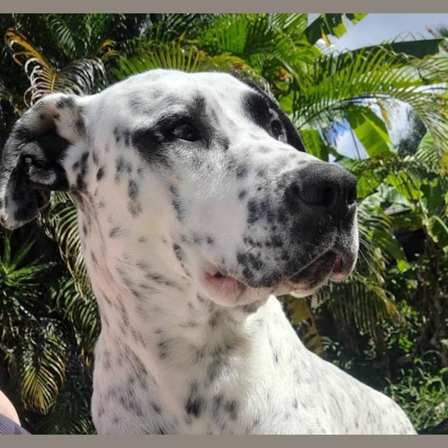 Bolt - Large Male Great Dane x Dalmatian Mix Dog in QLD - PetRescue