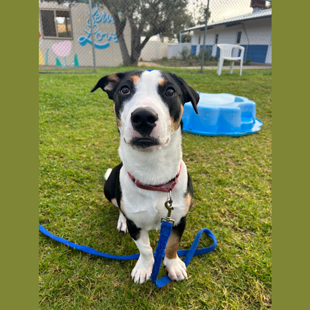 Barney - Medium Male Staffy x Jack Russell Mix Dog in WA - PetRescue