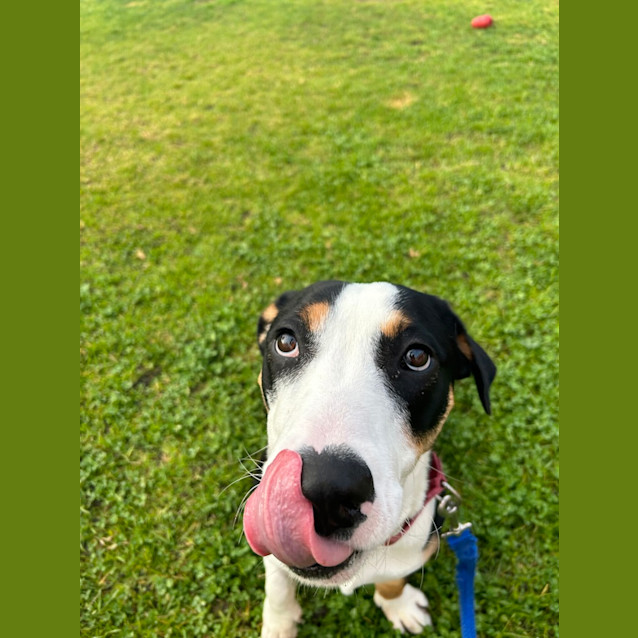 Barney - Medium Male Staffy x Jack Russell Mix Dog in WA - PetRescue