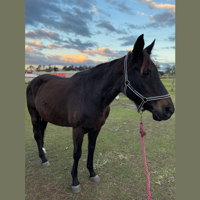 Jazz - Female Thoroughbred Mix Horse in QLD - PetRescue