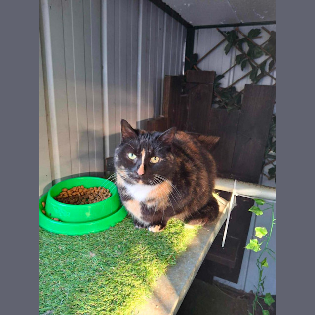 Annalisa & Caesar 🤍 - Male Domestic Short Hair Cat in VIC - PetRescue