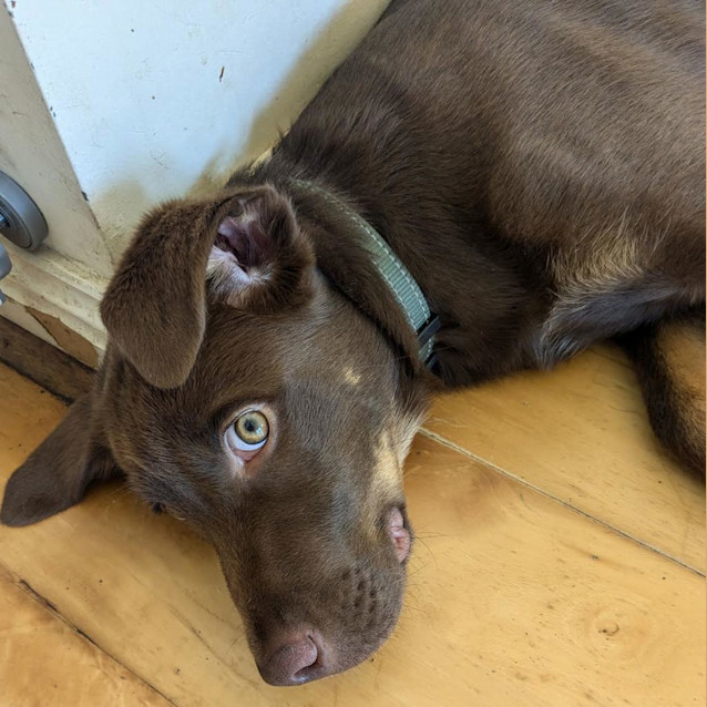 Maverick - Large Male Kelpie x Labrador Mix Dog in VIC - PetRescue