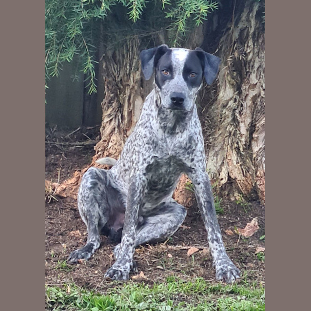 Braxley - Medium Male German Shorthaired Pointer x Australian Stumpy ...