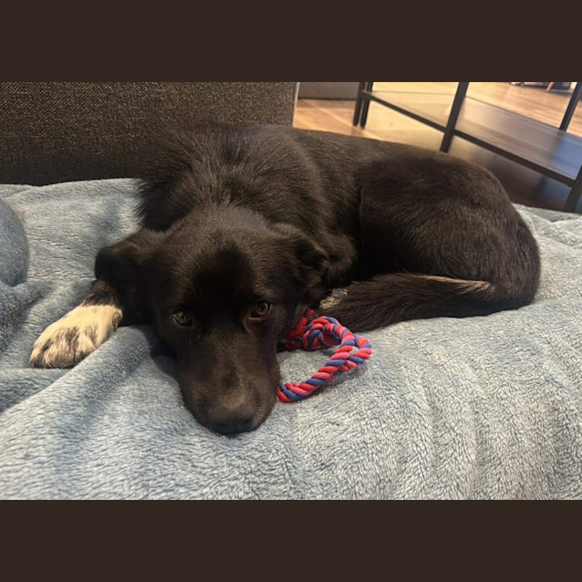 Bingo - Medium Male Border Collie x Kelpie Mix Dog in VIC - PetRescue