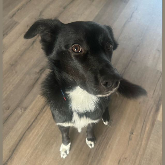 Bingo - Medium Male Border Collie x Kelpie Mix Dog in VIC - PetRescue