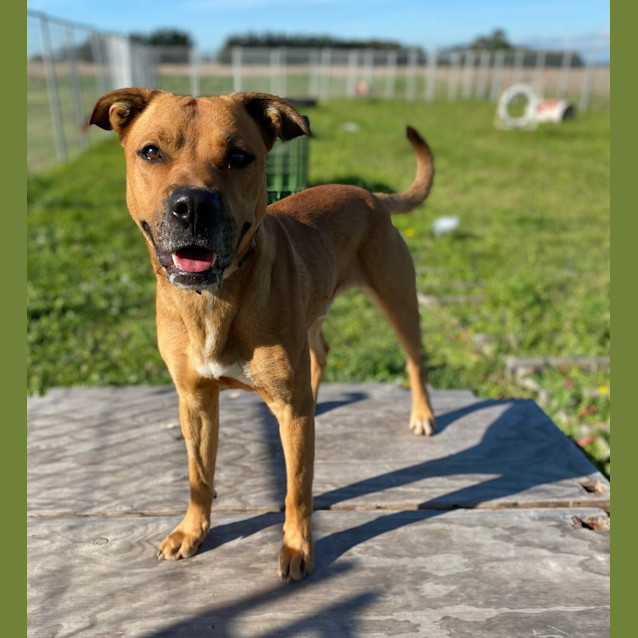 Bear - Medium Male Rhodesian Ridgeback x American Staffy Mix Dog in VIC ...