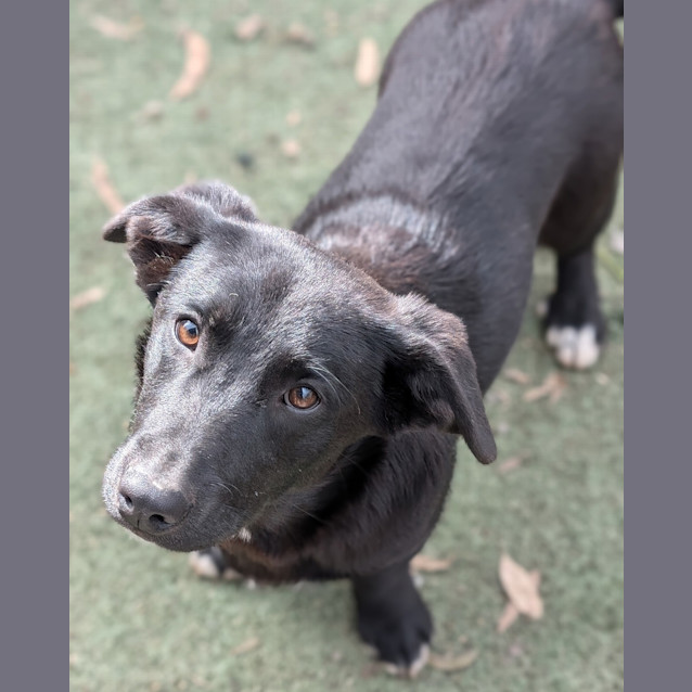 Bruno - Medium Male Labrador x Corgi, Cardigan Welsh Mix Dog in VIC ...