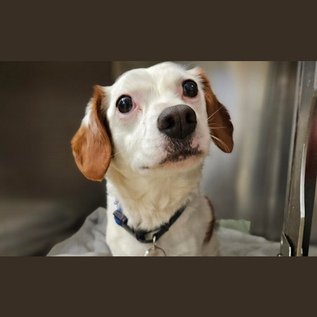 Zeus - Medium Male Basset Hound x Jack Russell Terrier Mix Dog in VIC ...
