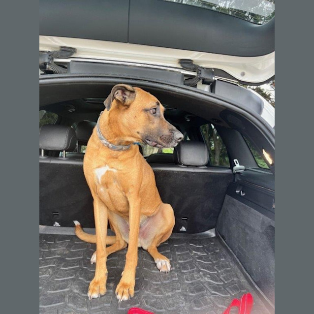 Billy Jablonski - Large Male Rhodesian Ridgeback Mix Dog in VIC - PetRescue