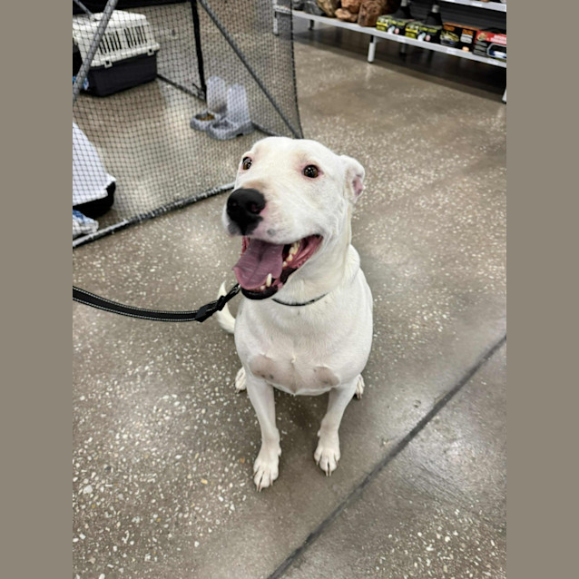 Groot - Medium Male Whippet x Staffordshire Bull Terrier Mix Dog in VIC ...