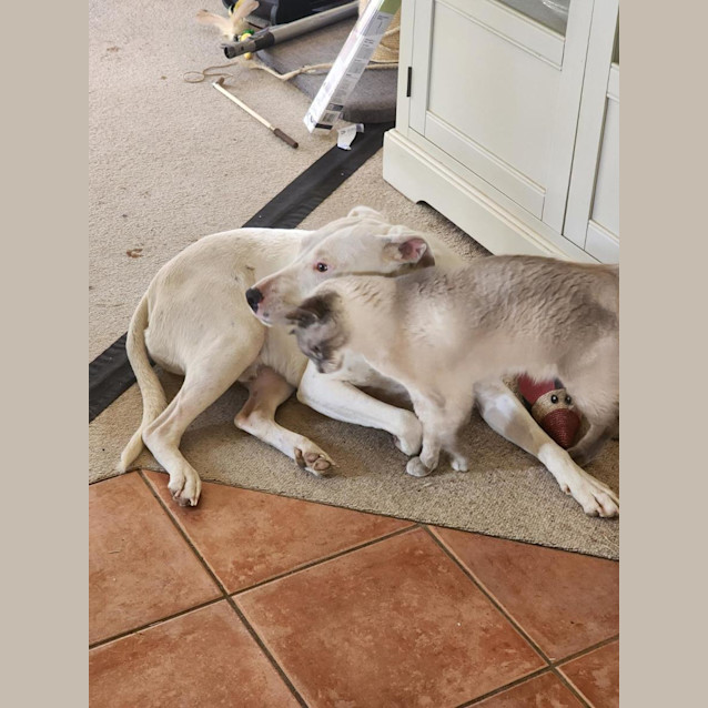 Groot - Medium Male Whippet x Staffordshire Bull Terrier Mix Dog in VIC ...