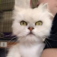 Miffy - Female Chinchilla Mix Cat in QLD - PetRescue