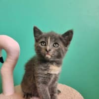 Dusk - Female Domestic Short Hair (DSH) Cat in QLD - PetRescue