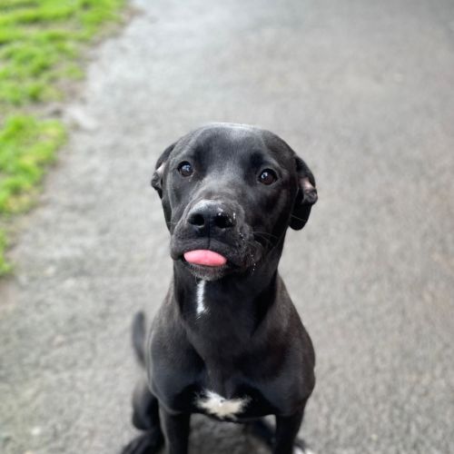 Ballarat Animal Shelter - PetRescue