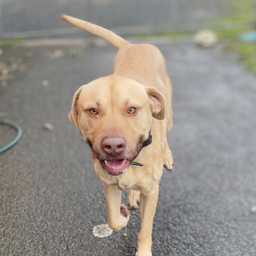 Ballarat Animal Shelter - PetRescue