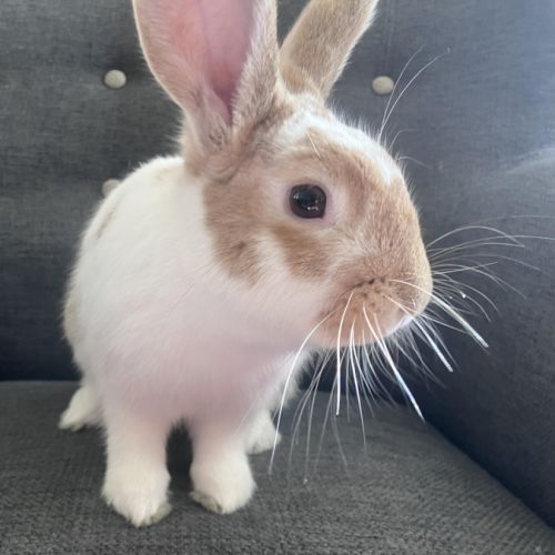 The Rabbit Sanctuary - PetRescue