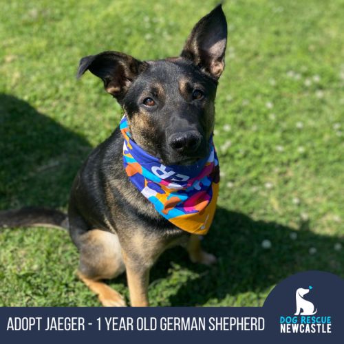 Dog Rescue Newcastle - PetRescue