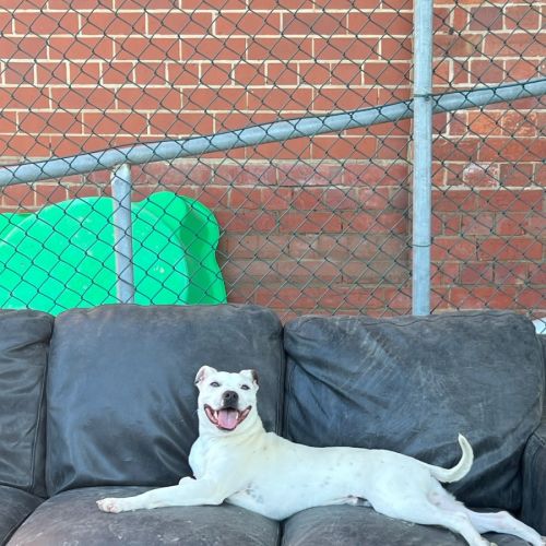 Ballarat Animal Shelter - PetRescue