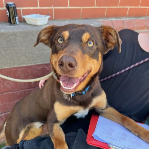 Ballarat Animal Shelter - PetRescue