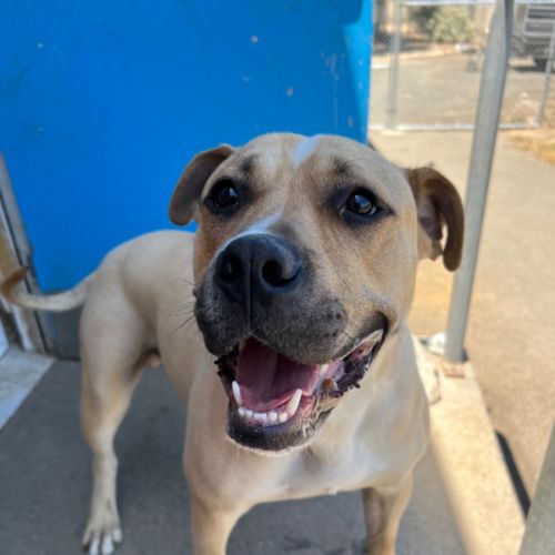 Ballarat Animal Shelter - PetRescue
