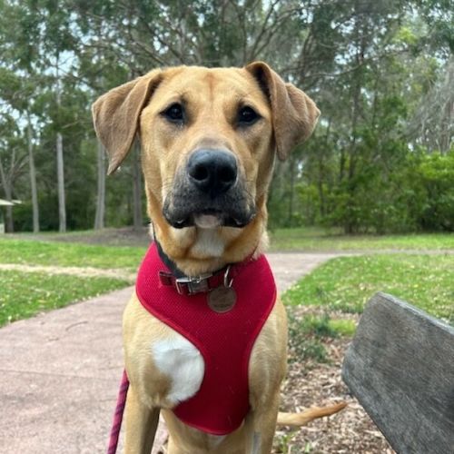 RSPCA Hunter Shelter - PetRescue