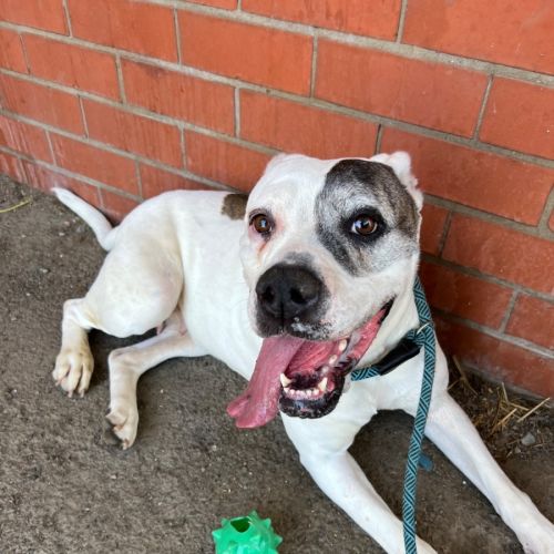 Ballarat Animal Shelter - PetRescue