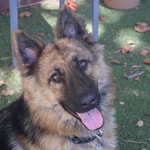The Lost Dogs' Home - North Melbourne - PetRescue
