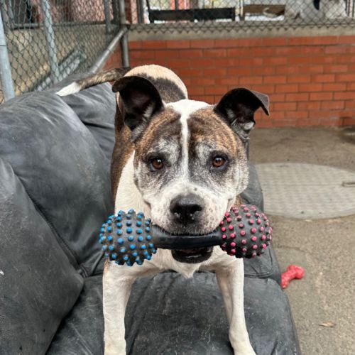 Ballarat Animal Shelter - PetRescue