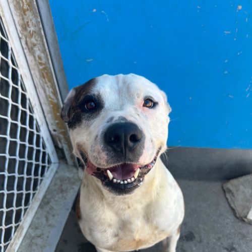 Ballarat Animal Shelter - PetRescue