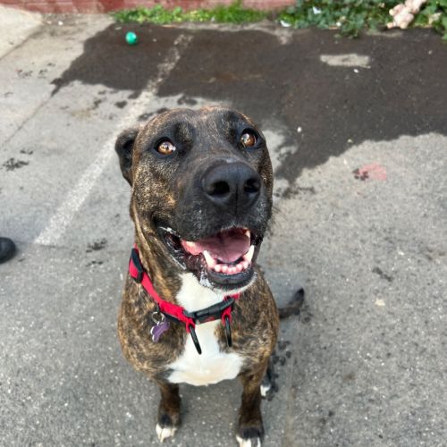 Ballarat Animal Shelter - PetRescue