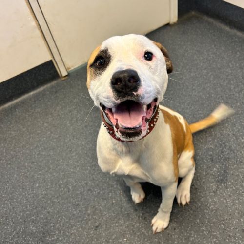 Ballarat Animal Shelter - PetRescue