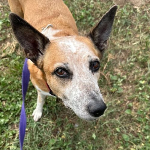 RSPCA Hunter Shelter - PetRescue