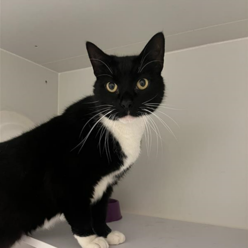 wat djerring Animal Facility - Pet Rescue - PetRescue