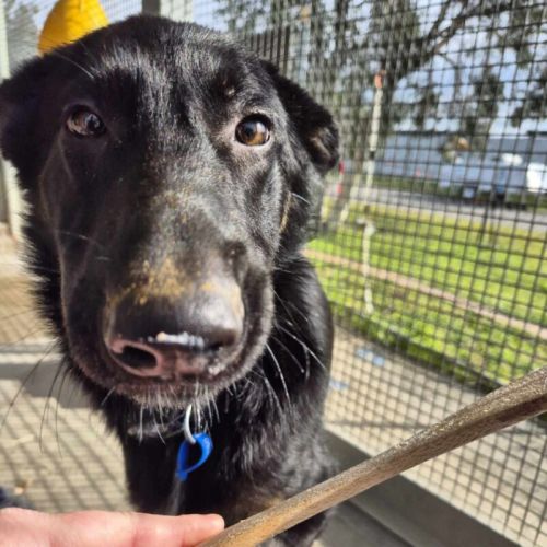 RSPCA Hunter Shelter - PetRescue