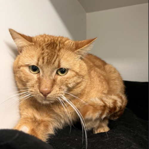 wat djerring Animal Facility - Pet Rescue - PetRescue