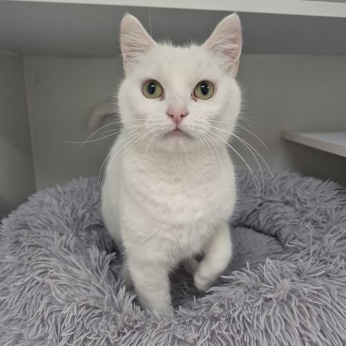 wat djerring Animal Facility - Pet Rescue - PetRescue