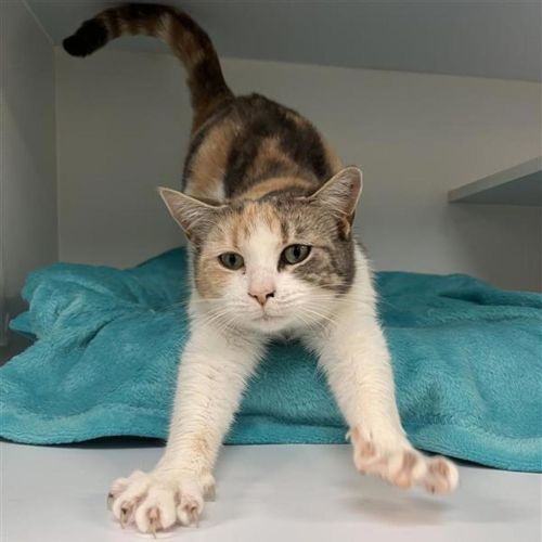 wat djerring Animal Facility - Pet Rescue - PetRescue