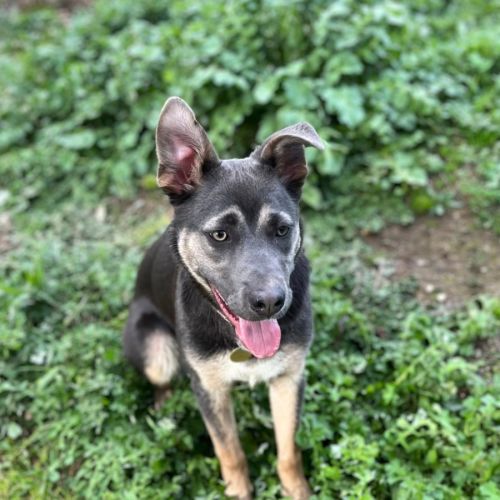 Starting Over Dog Rescue - PetRescue