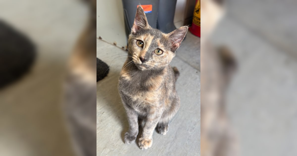 McFlurry - Female Domestic Short Hair (DSH) Cat in NSW - PetRescue