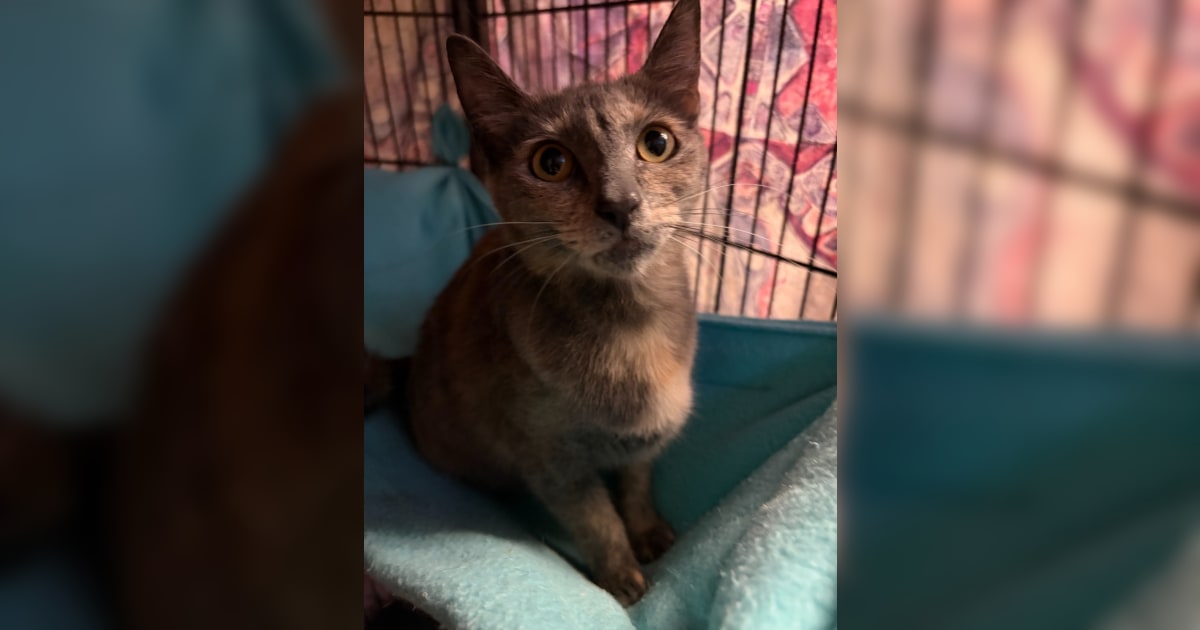 McMuffin - Female Domestic Short Hair (DSH) Cat in NSW - PetRescue