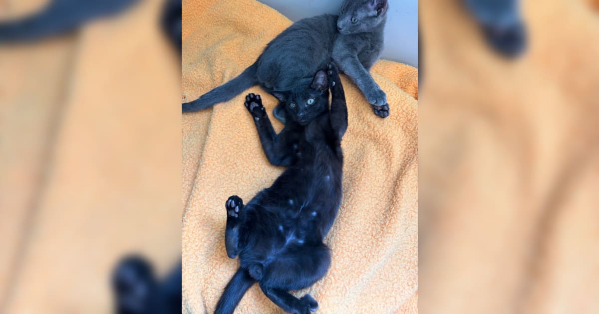McLovin - Male Domestic Short Hair (DSH) Cat in NSW - PetRescue