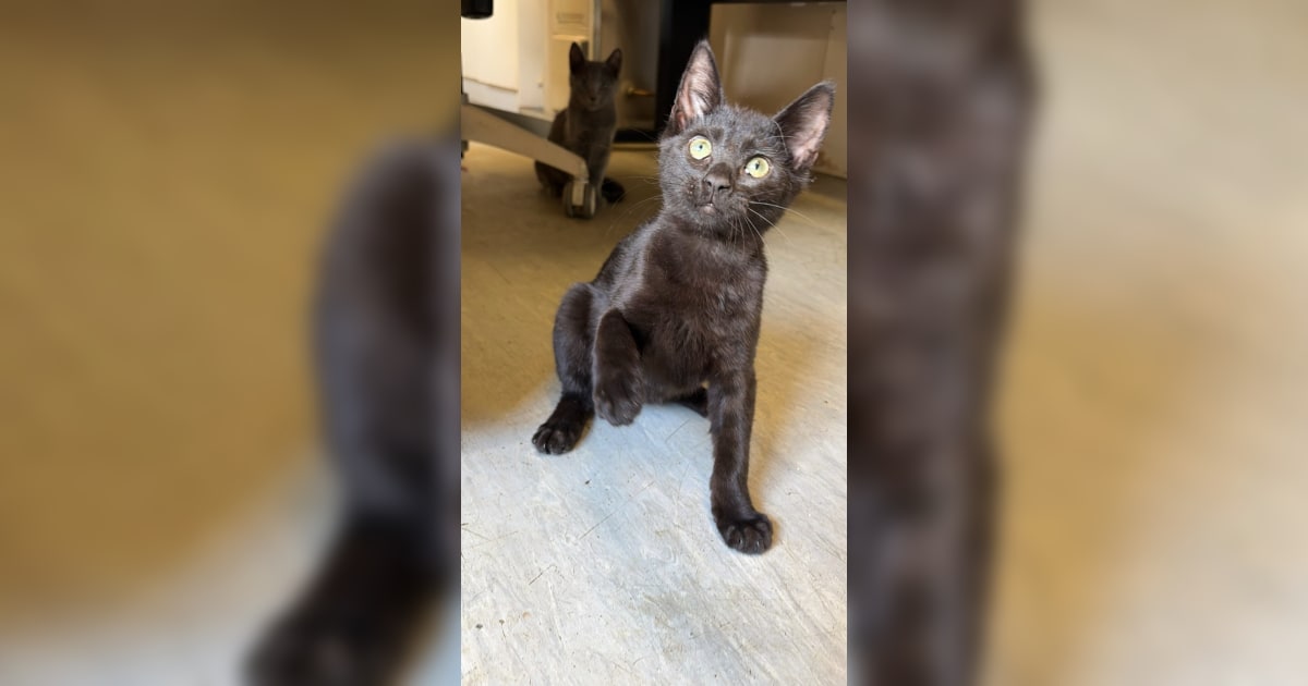 McCheese - Male Domestic Short Hair (DSH) Cat in NSW - PetRescue